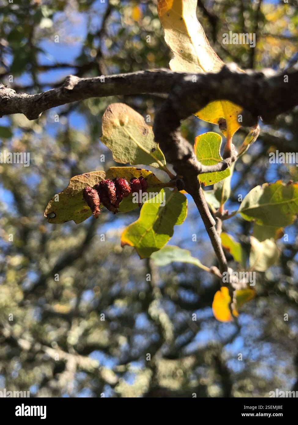 Gall Wasps (Cynipidae), Insecta, Morgan Territory Regional Preserve ...
