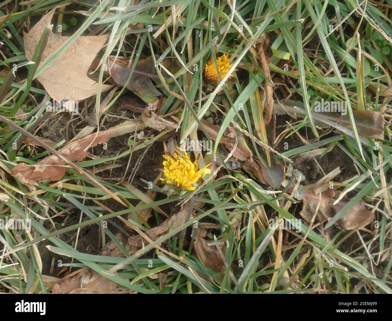 common dandelion (Taraxacum officinale), Plantae, Northampton, MA, USA ...