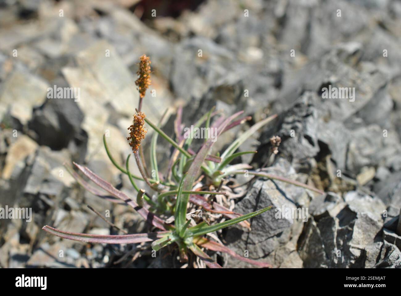 Sea Plantain (Plantago maritima), Plantae, Deadmans Harbour, Blacks ...