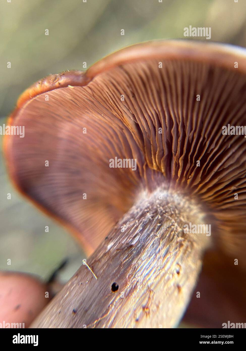 Blewit (Collybia nuda), Fungi, Los Osos Valley Rd, Los Osos, CA, US ...