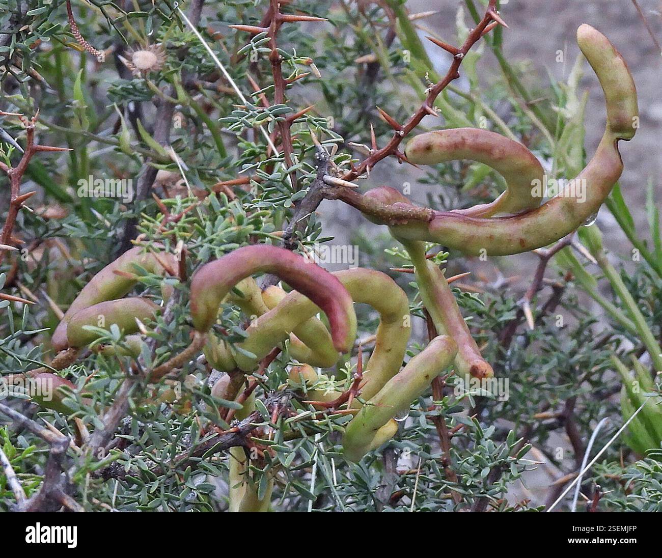 mesquites (Neltuma), Plantae, Cabo Raso, Chubut, Argentina Stock Photo ...