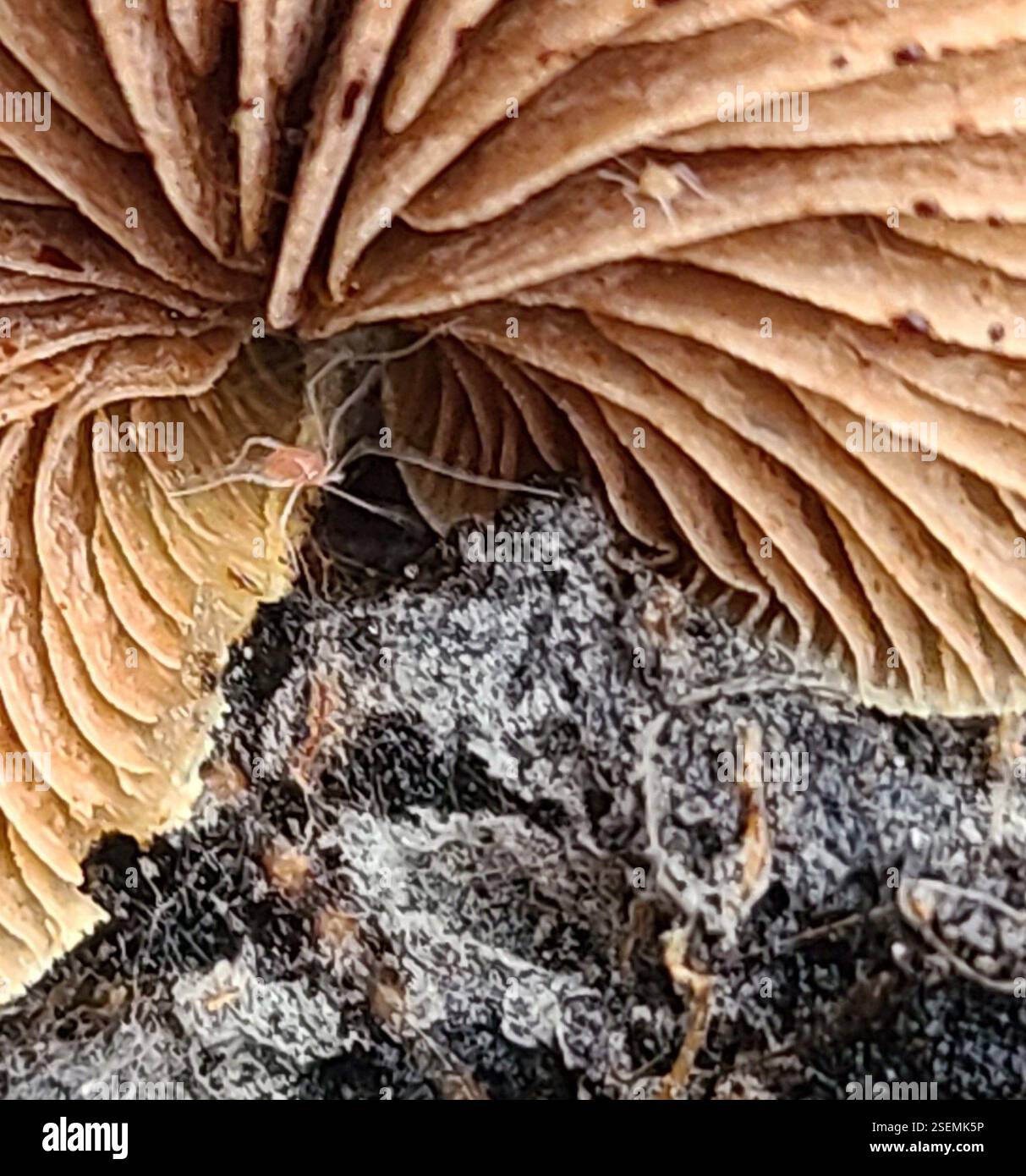 Toro creek hi-res stock photography and images - Alamy