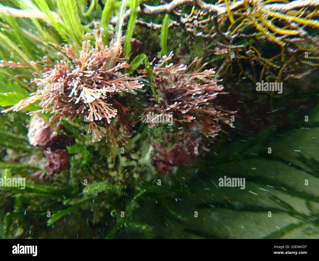 Red Coralline Algae (Jania), Plantae, Queenscliffe, Port Phillip Heads ...