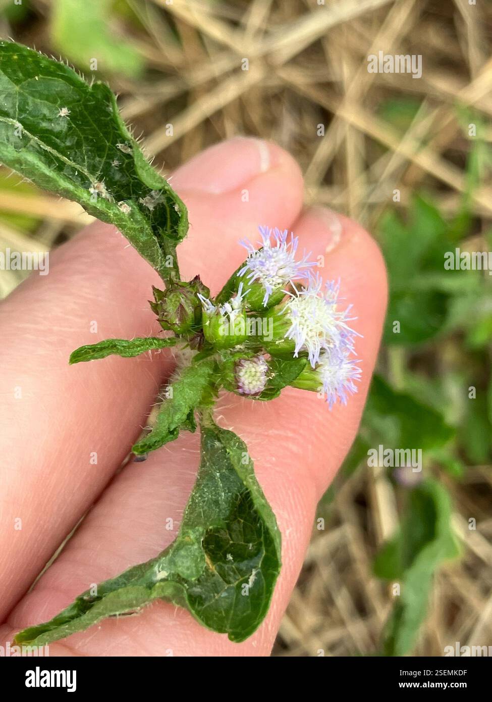 billygoat weed (Ageratum conyzoides), Plantae, Saint Peter, MS Stock ...
