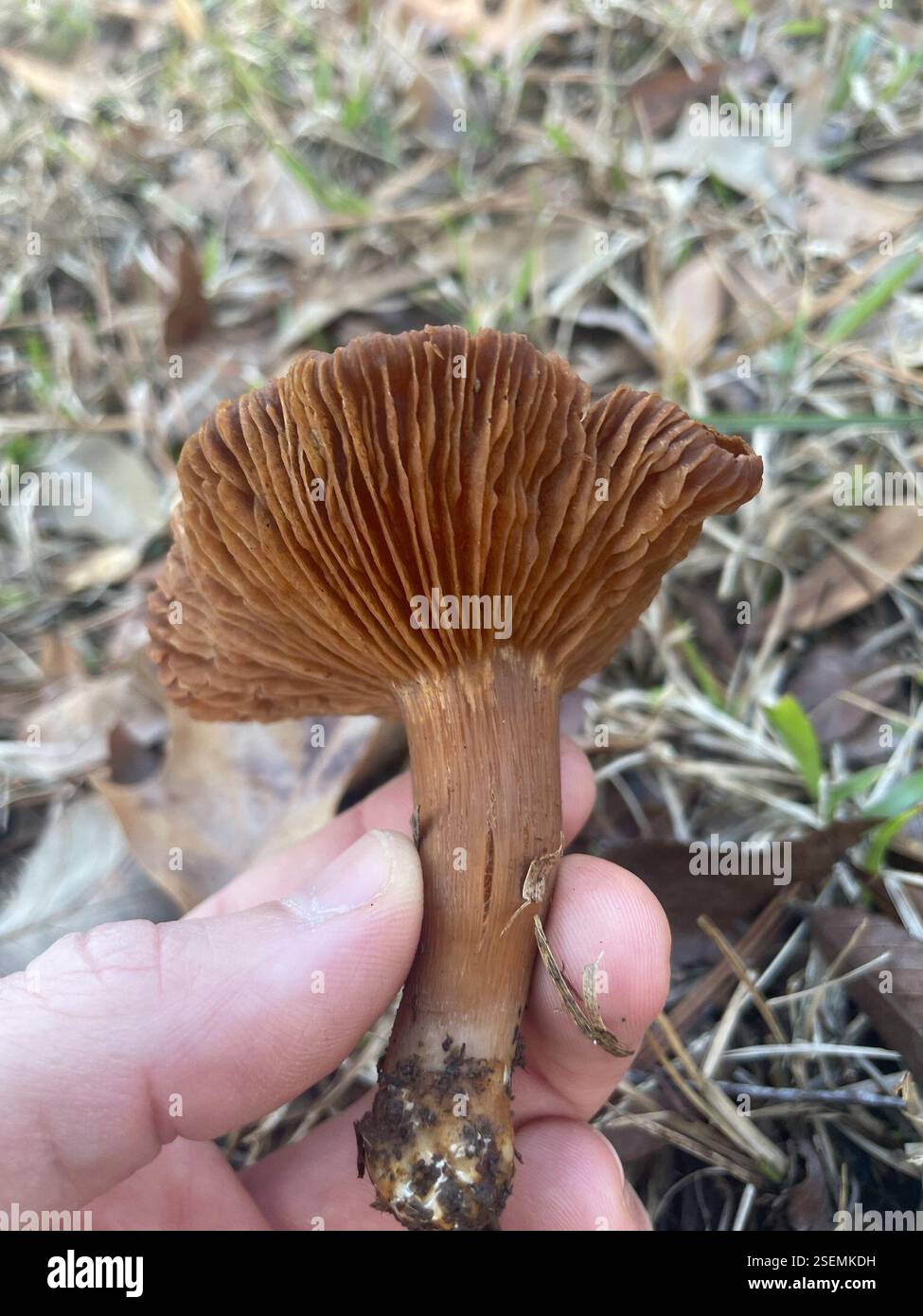 Webcaps (Cortinarius), Fungi, Pintail Ln, Natchez, MS, US Stock Photo - Alamy