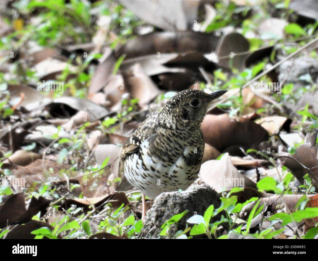 White's Thrush (Zoothera aurea), Aves, Lung Fu Shan, Hong Kong Stock ...