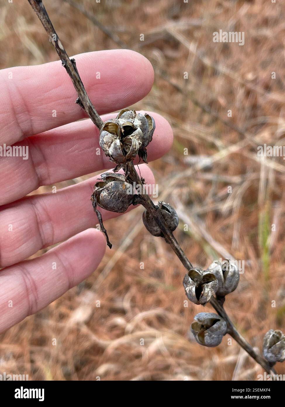 Eastern False Aloe (Manfreda virginica), Plantae, North Carolina, US ...