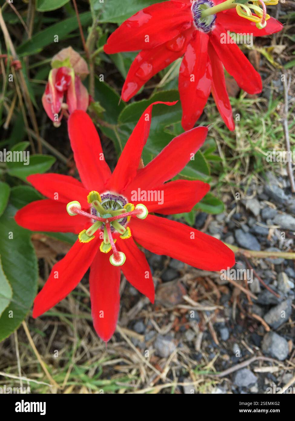 red passionflower (Passiflora manicata), Plantae, Romero Alto, Ubaqué ...