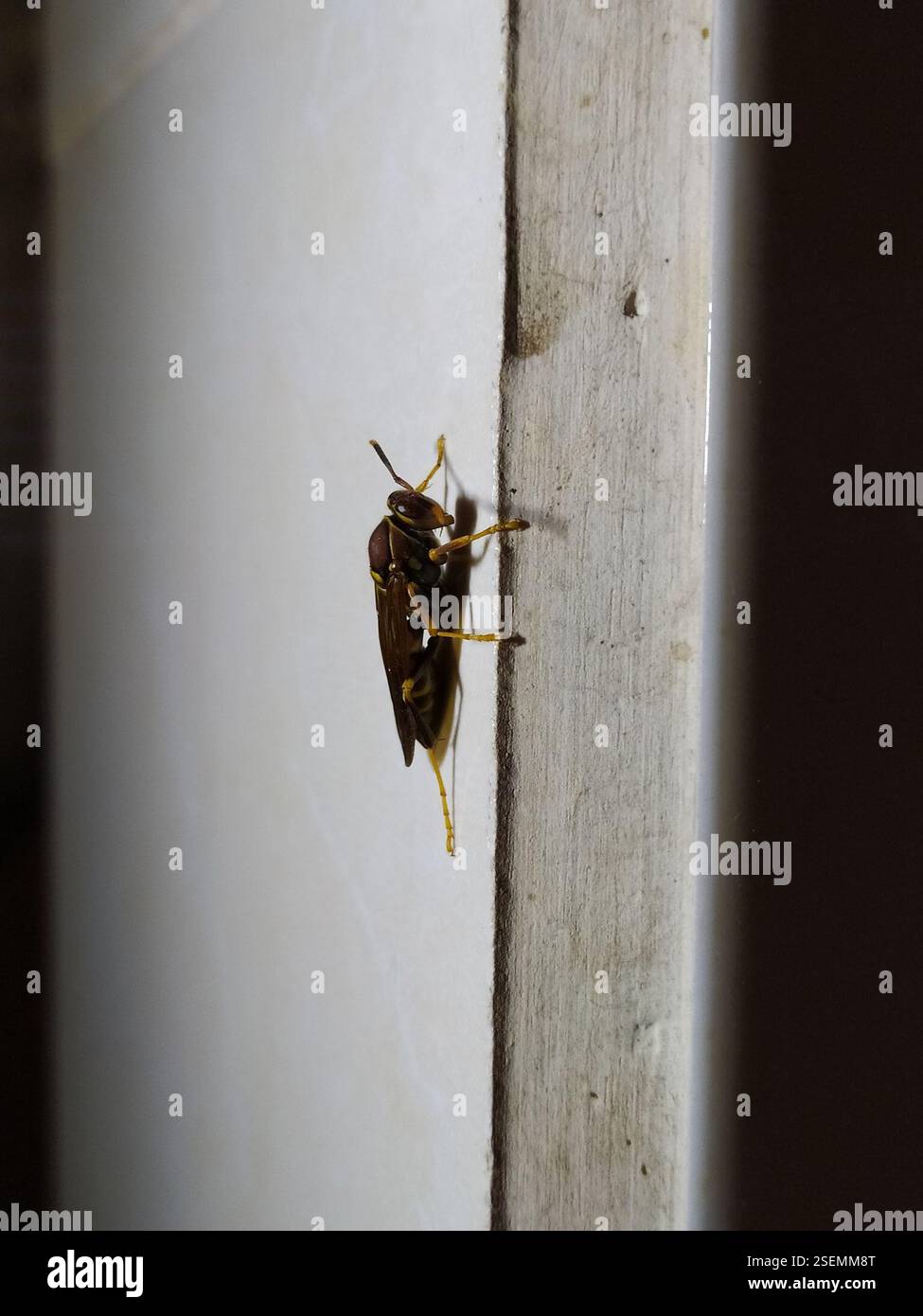 Unstable Paper Wasp (Polistes instabilis), Insecta, Tecolotlán, Jal ...
