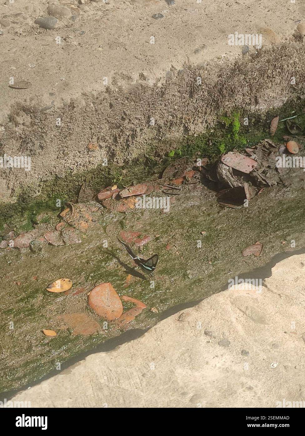 Green Dragontail Butterfly (Lamproptera meges), Insecta, Hpa-An Stock ...