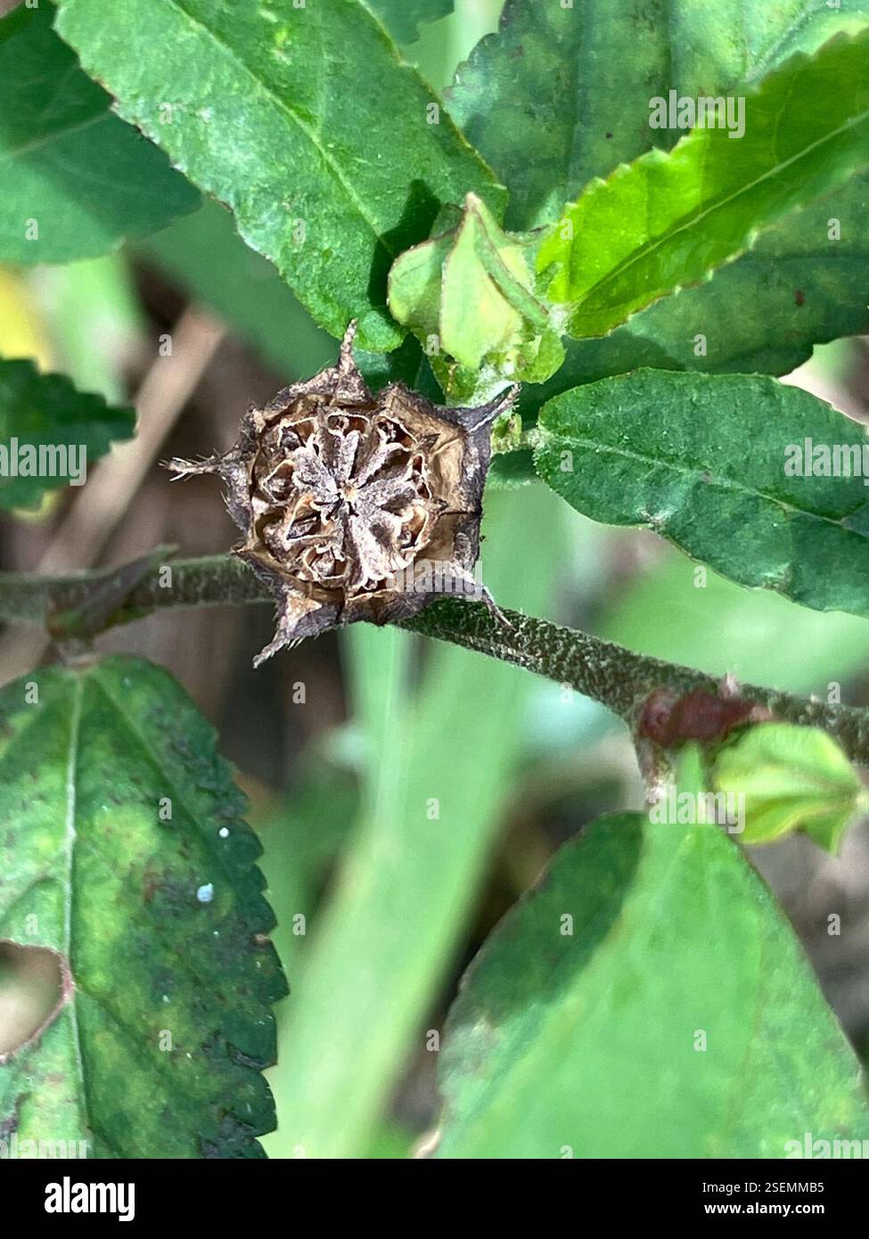 Common Fanpetals (Sida ulmifolia), Plantae, Saint Peter, MS Stock Photo ...