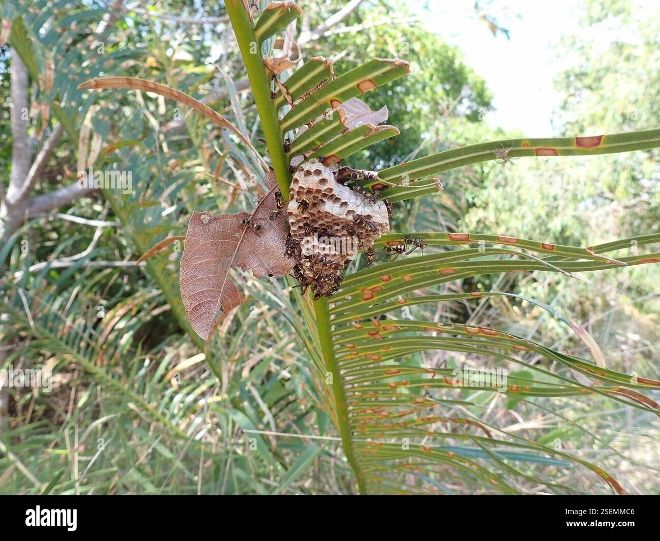 Ants, Bees, Wasps, and Sawflies (Hymenoptera), Insecta, Cooktown QLD ...