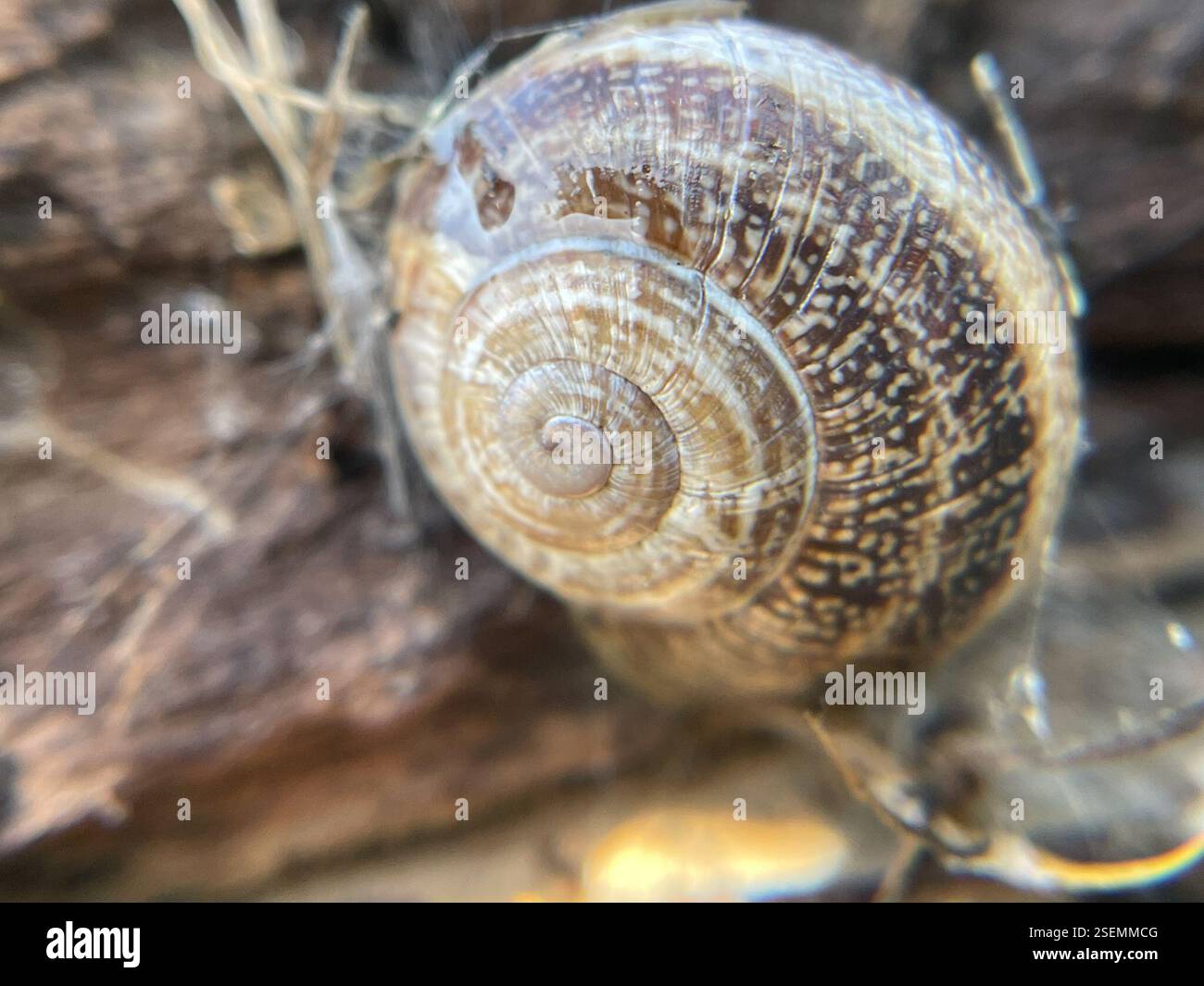 Milk Snail (Otala lactea), Mollusca, Almaden, San Jose, CA, USA Stock ...