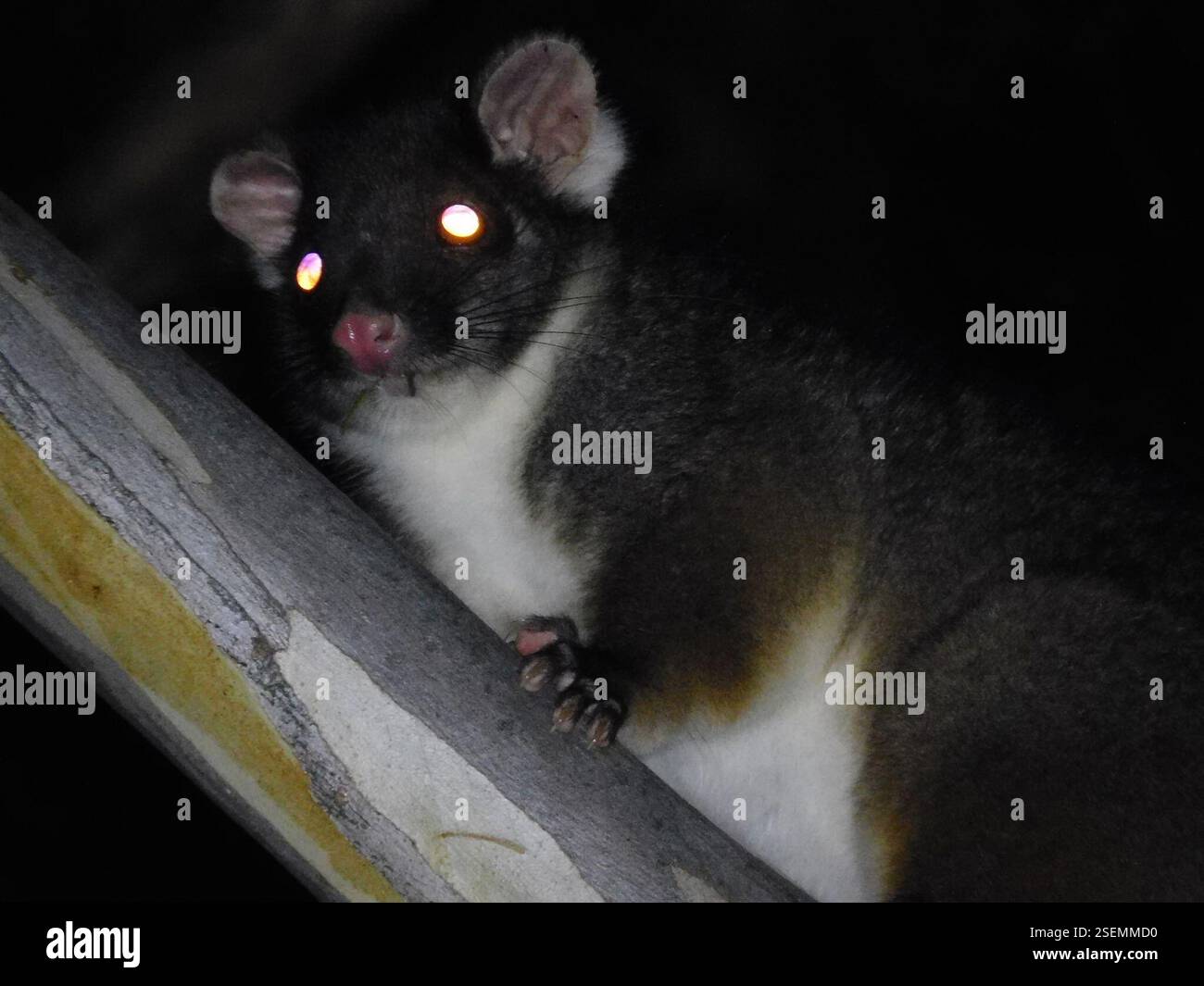 Common Ring-tailed Possum (Pseudocheirus peregrinus), Mammalia, Hobart ...