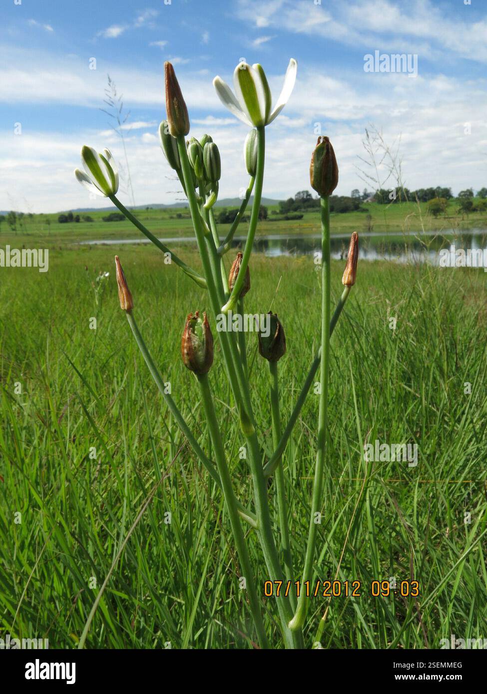 (Branciona), Plantae, Howick, 3290, South Africa, Thick Slime-lily ...