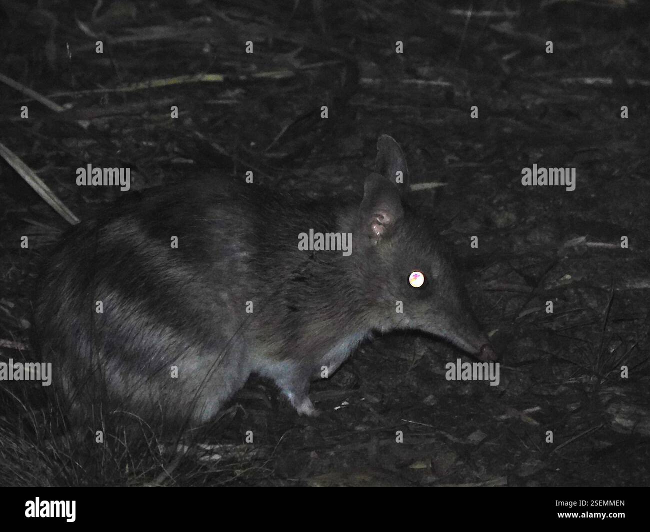 Eastern Barred Bandicoot (Perameles gunnii), Mammalia, Hobart TAS ...