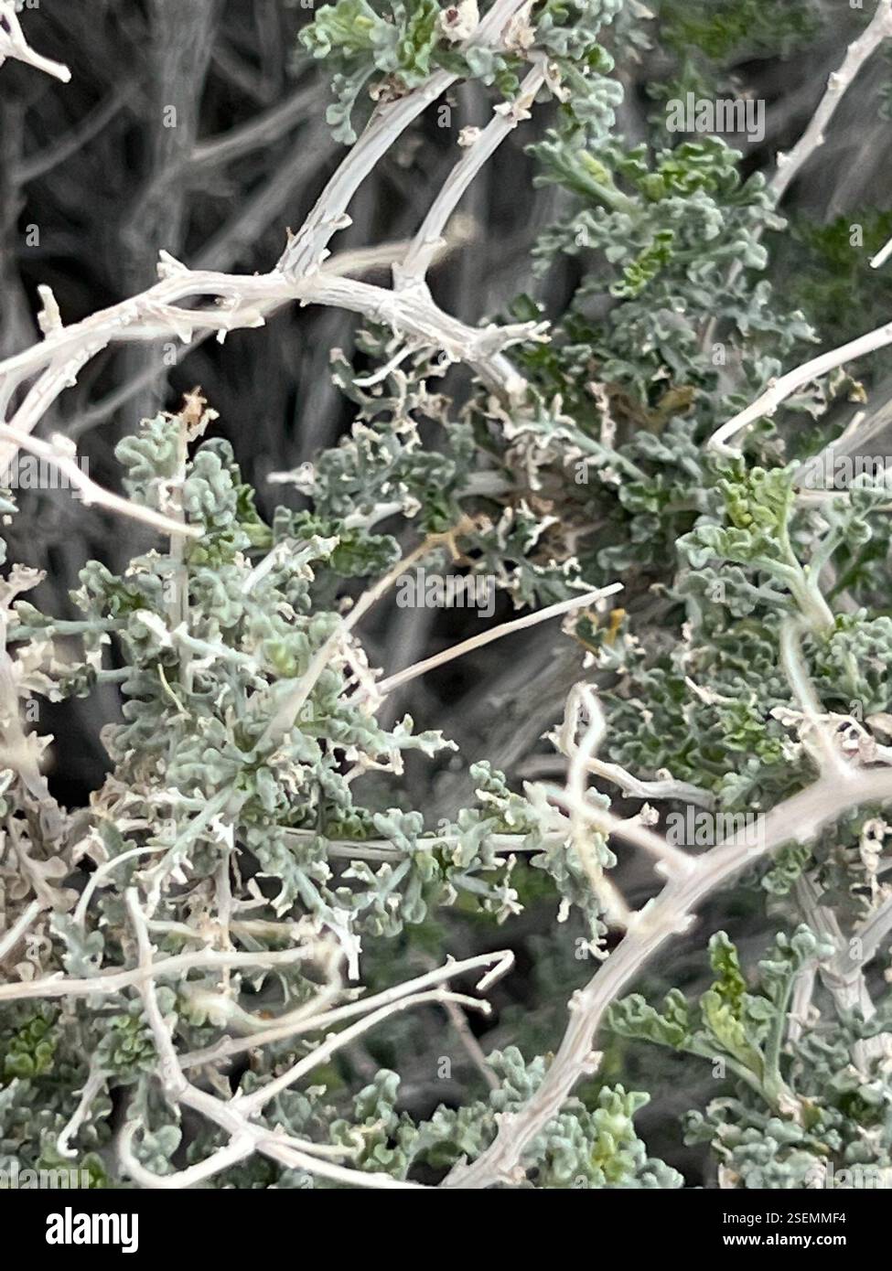 Burrobush (Ambrosia dumosa), Plantae, Anza-Borrego Desert State Park ...