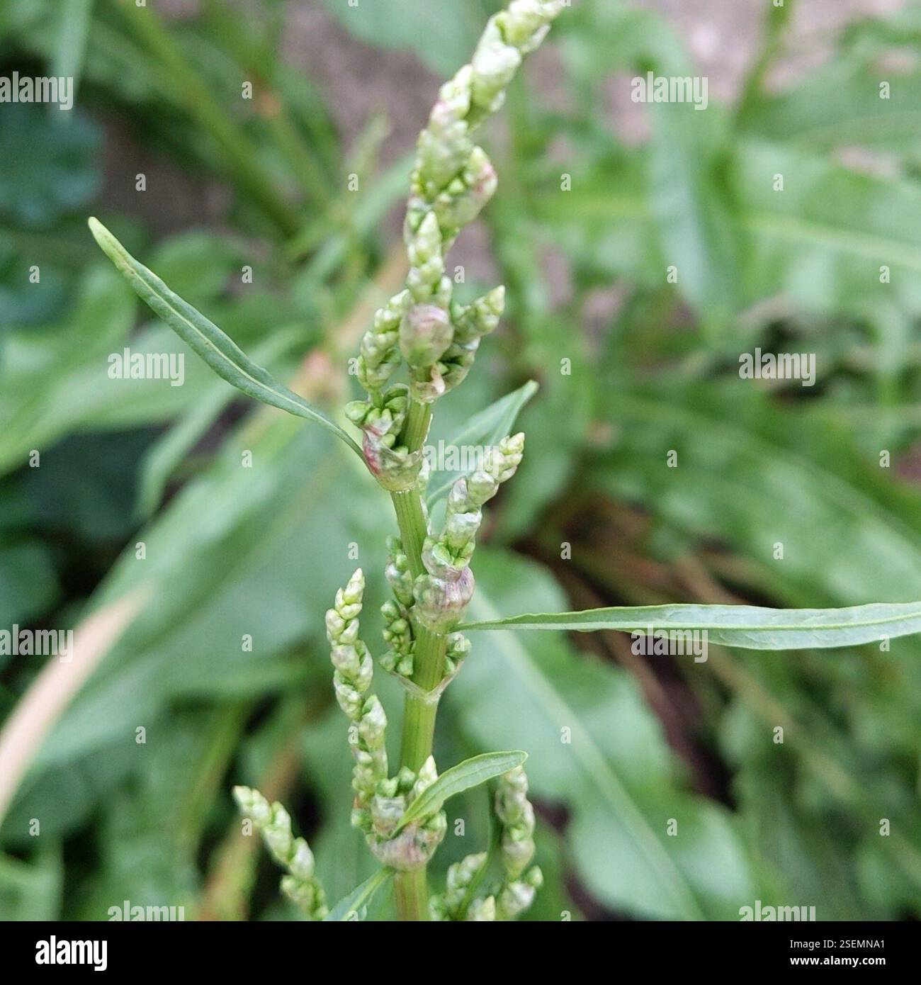 docks and sorrels (Rumex), Plantae, Orange County, US-CA, US, Very ...