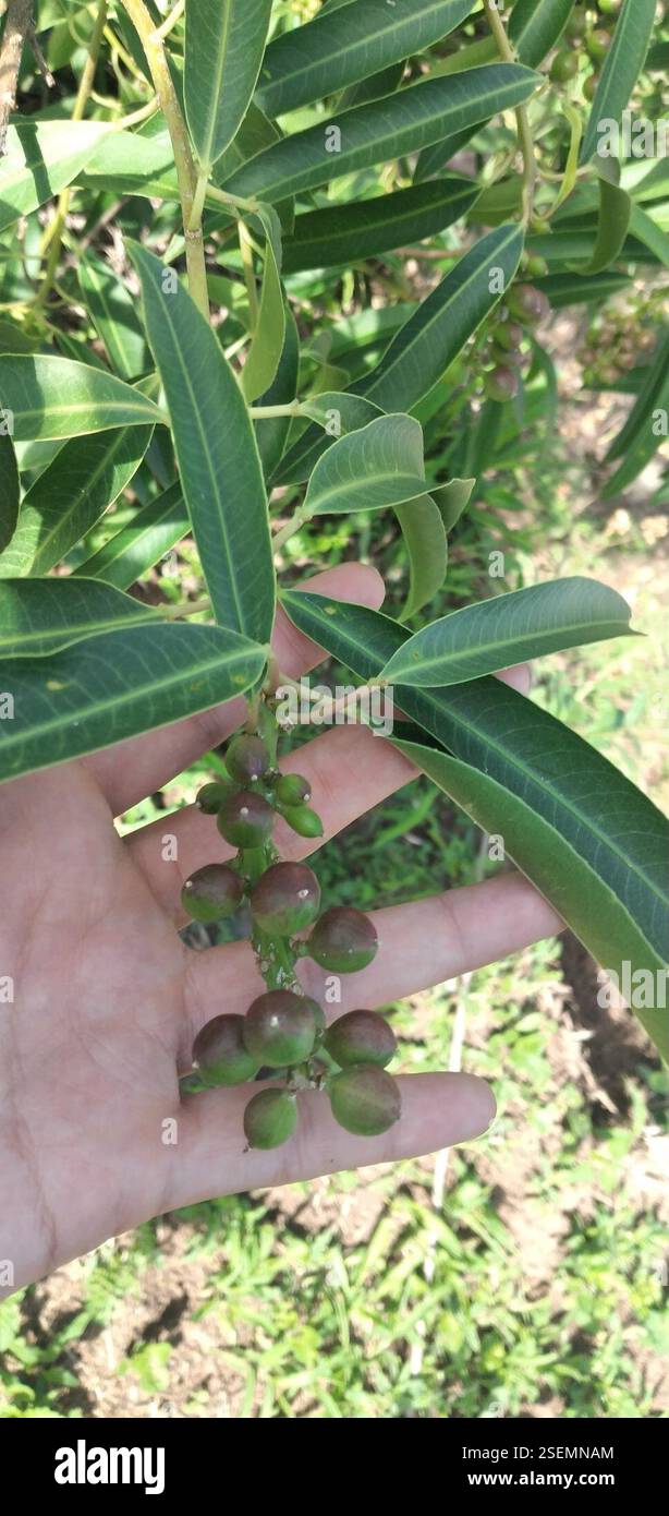 (Sapium haematospermum), Plantae, Lopez Isasmendi y Av. Lescano, Salta ...