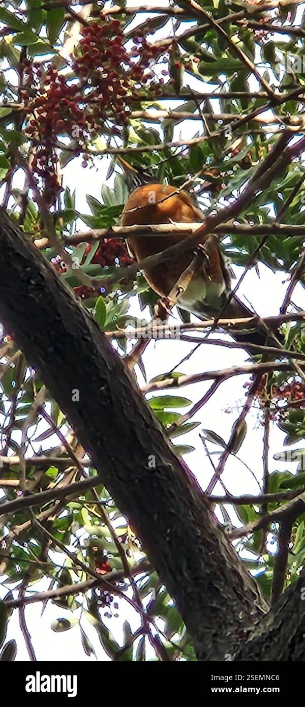 American Robin (Turdus migratorius), Aves, 22430 Tijuana, Baja ...