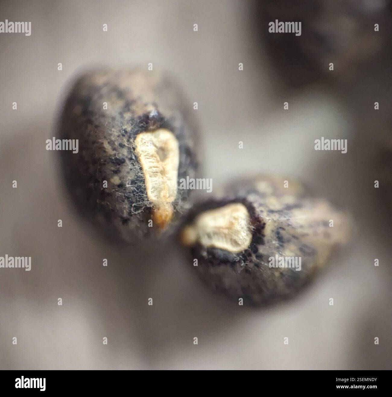 legumes (Fabaceae), Plantae, St. Petersburg Innovation District, St ...