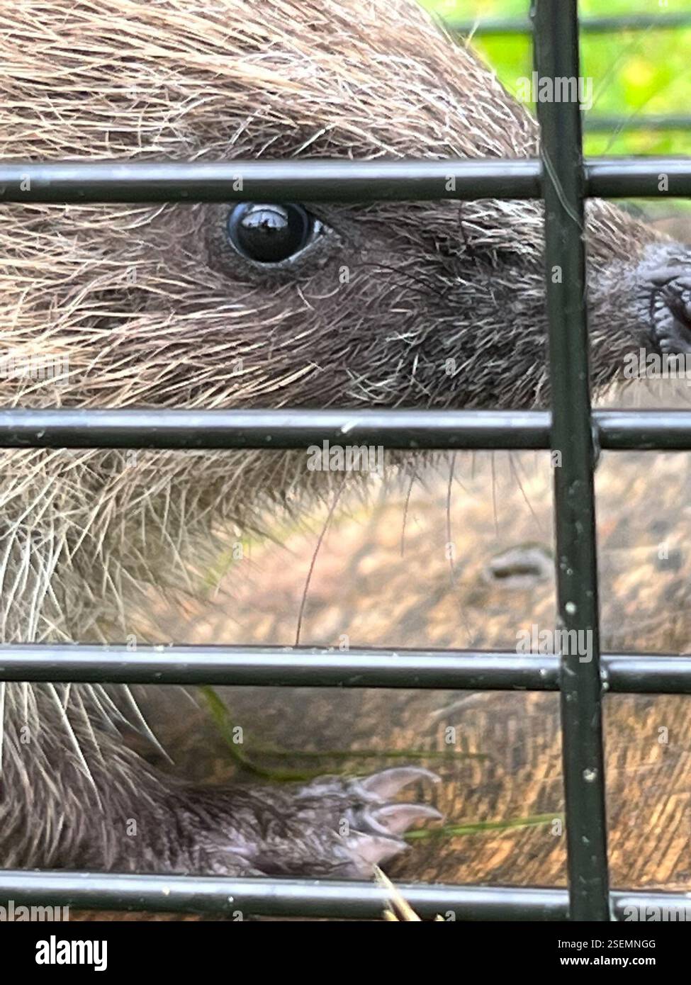 Common Hedgehog (Erinaceus europaeus), Mammalia, Auckland, NZ, Baby ...