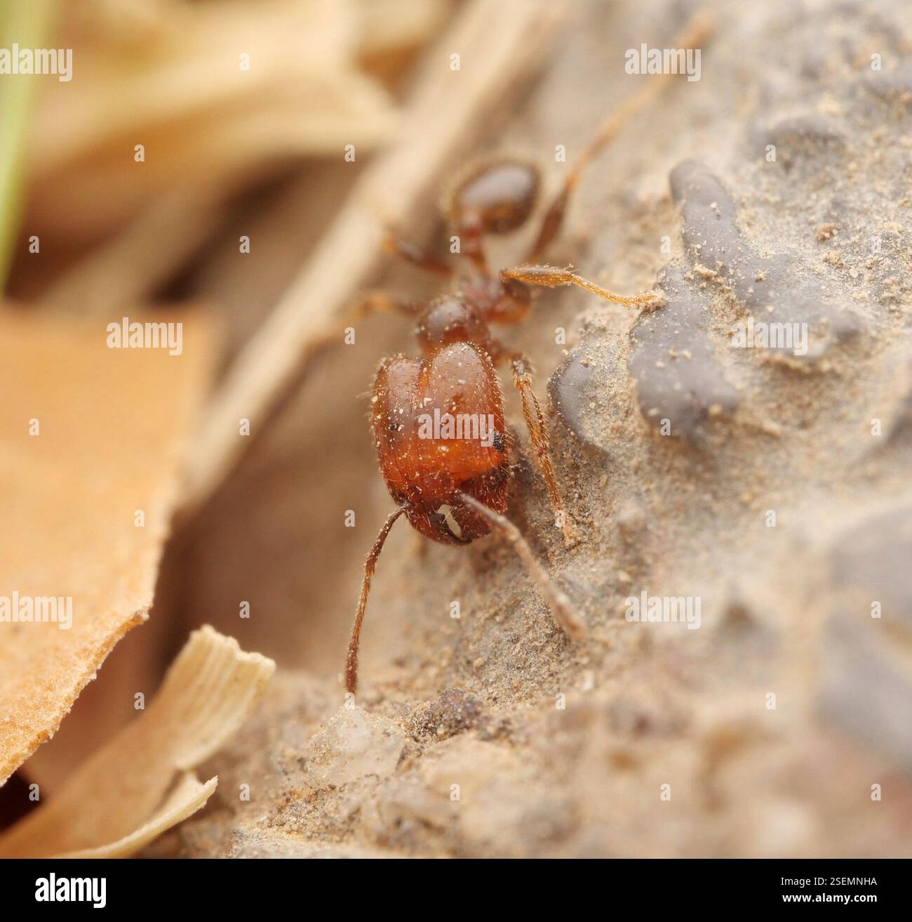 Pilifera-group Big-headed Ants (Pheidole pilifera), Insecta, Municipio ...