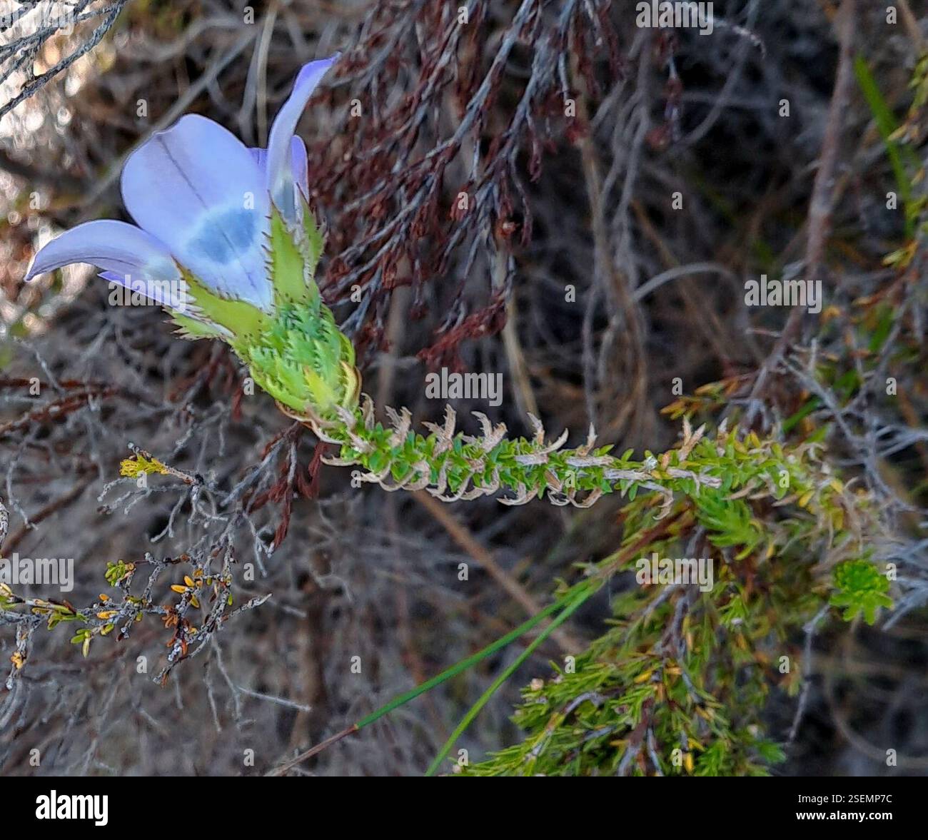 Giant Bell (Roella ciliata), Plantae, Betty's Bay, 7141, South Africa ...