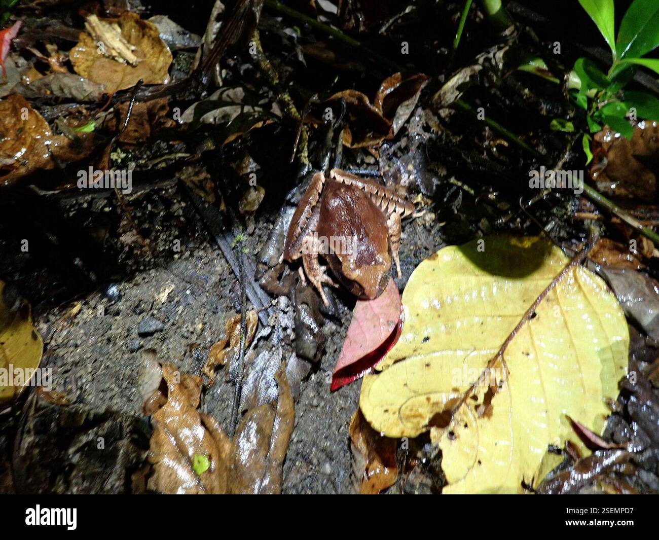 Australasian Barred Frogs (Mixophyes), Amphibia, Mount Carbine QLD 4871 ...