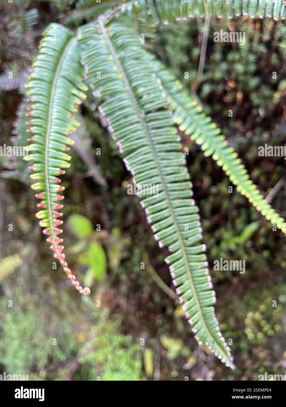 ferns (Polypodiopsida), Plantae, Salento, CO-QD, CO Stock Photo - Alamy