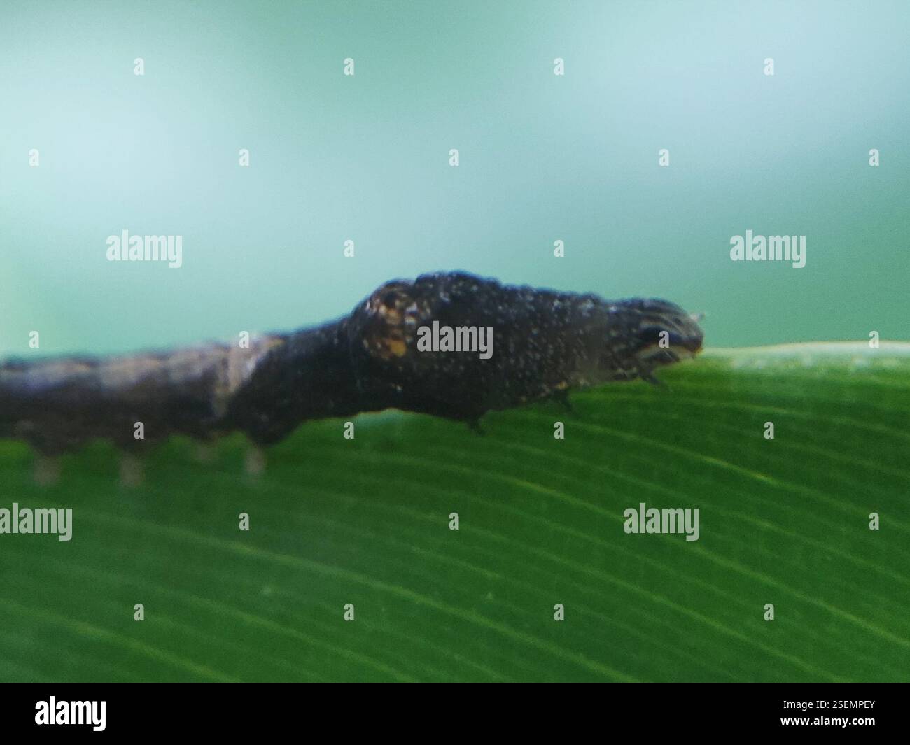 (Ennominae), Insecta, Praia Vermelha do Sul Stock Photo - Alamy