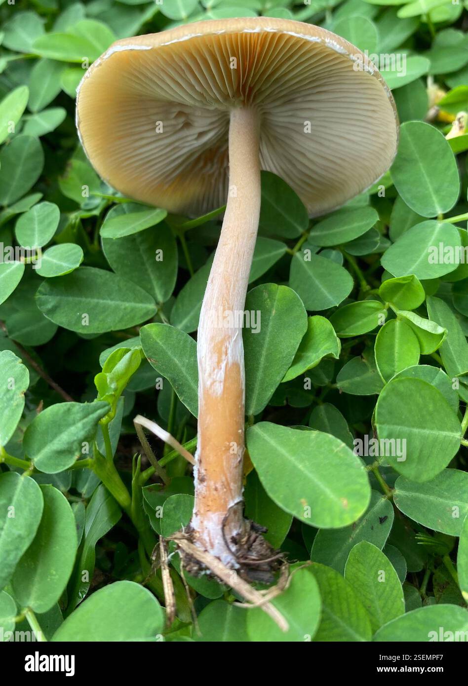 (Psilocybe caerulescens), Fungi, Finca Heimatlos Stock Photo - Alamy