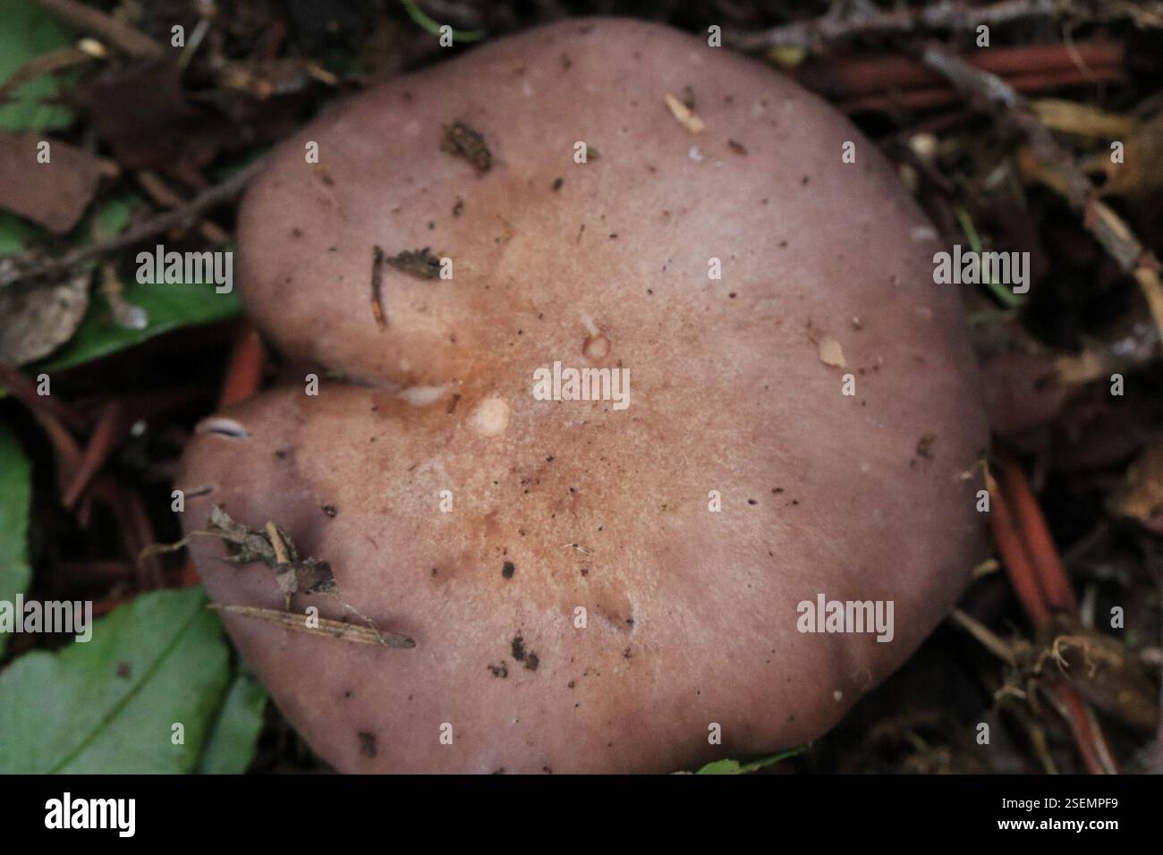Blewit (Collybia nuda), Fungi, Eugene, OR, USA, Picture 6 shows ...