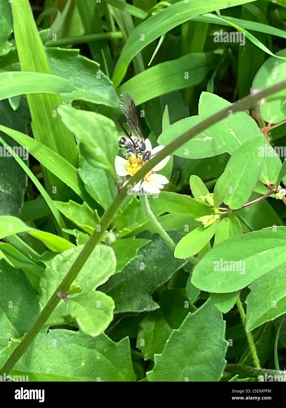 Caribbean scoliid wasp (Dielis dorsata), Insecta, Saint Peter, MS Stock ...