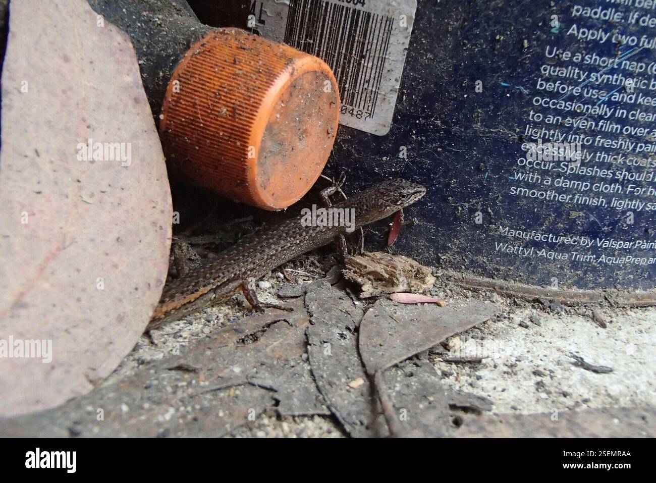 Weasel Shadeskink (Saproscincus mustelinus), Reptilia, 62 Railway ...