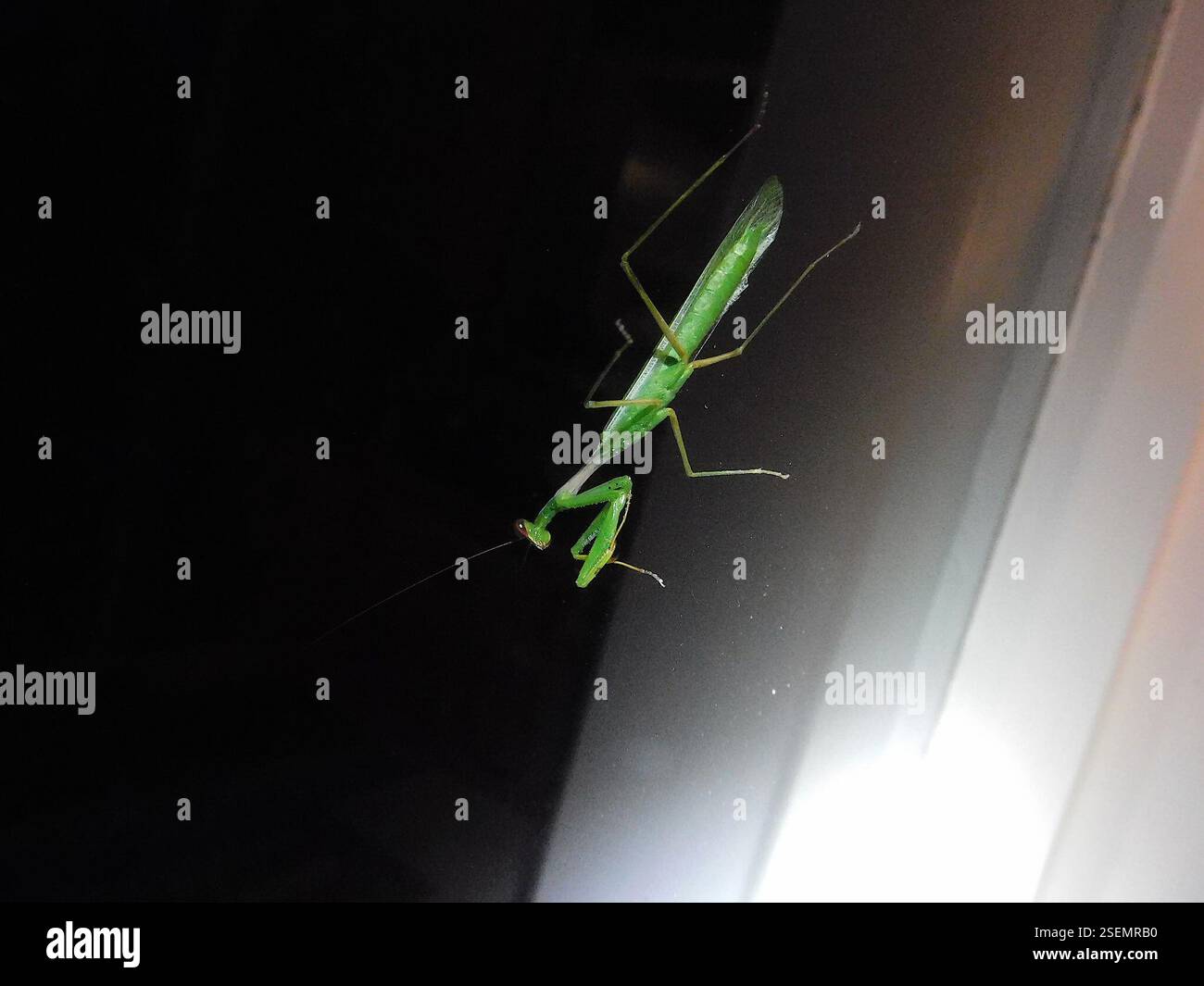 South African Mantis (Miomantis caffra), Insecta, Hamilton Lake ...