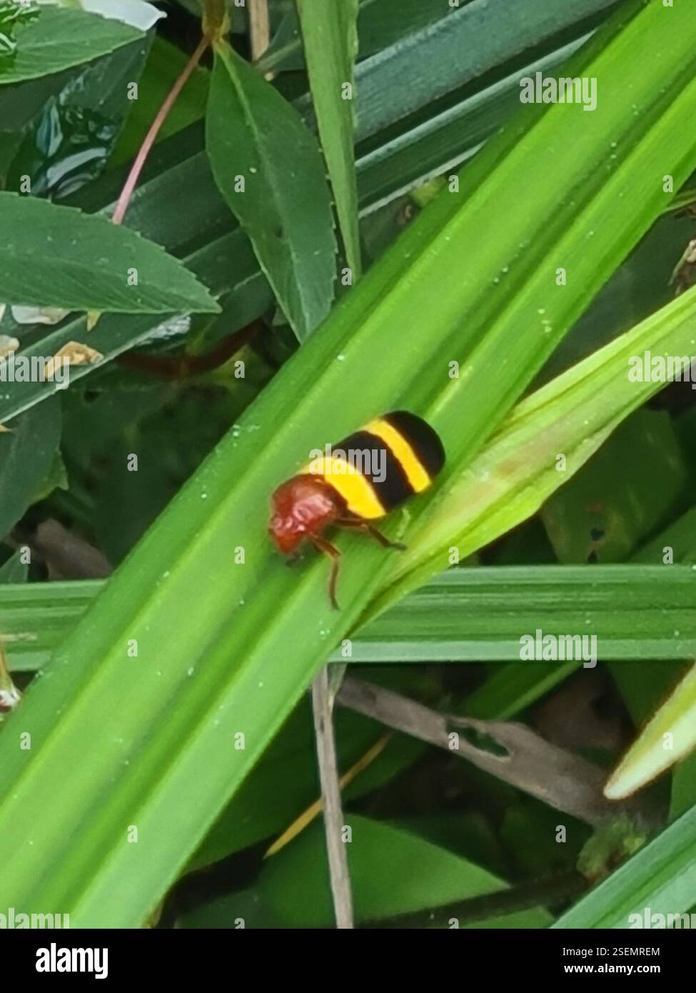 (Sphenorhina rubra), Insecta, Kwakoegron, Suriname Stock Photo - Alamy