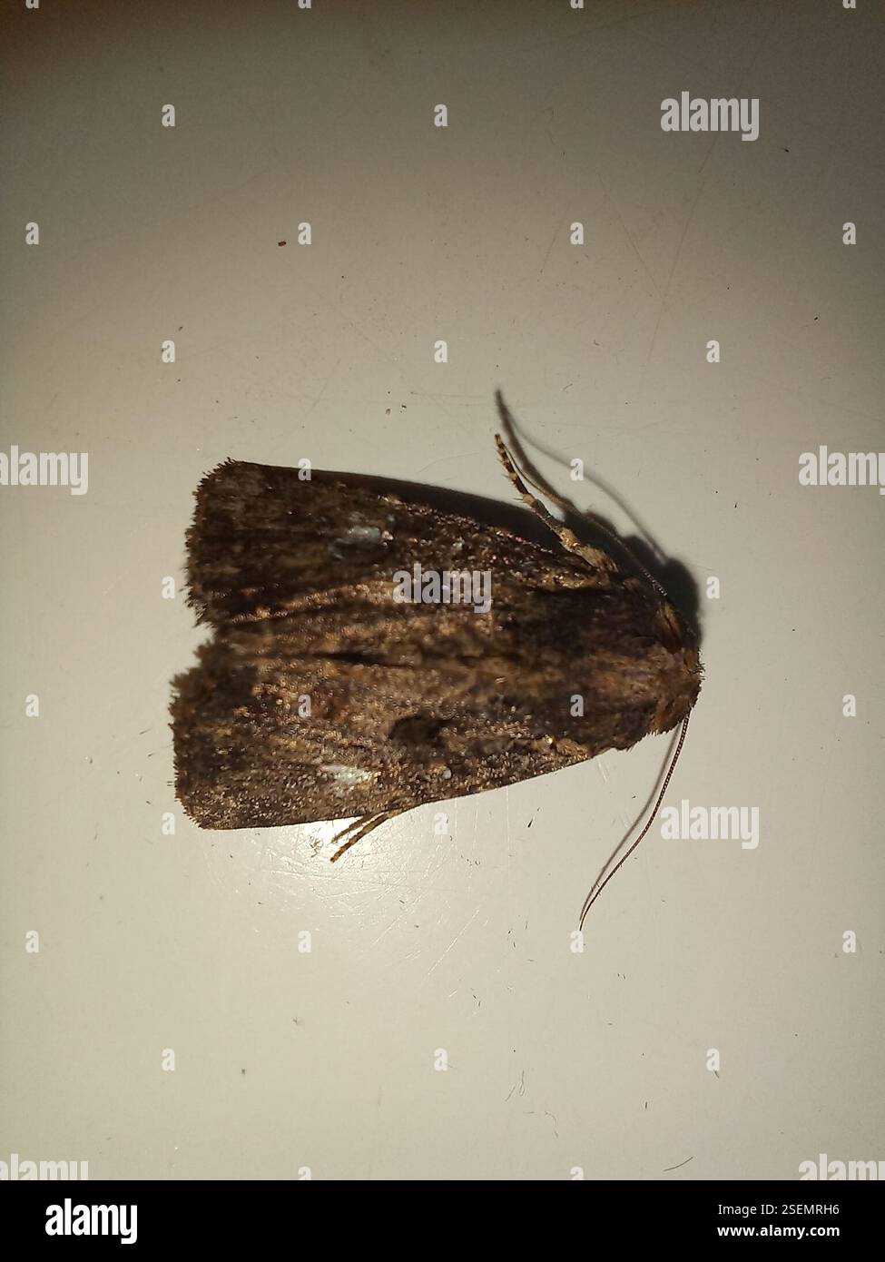 Cutworm Moths and Allies (Noctuidae), Insecta, Fir Grove, Cape Town ...