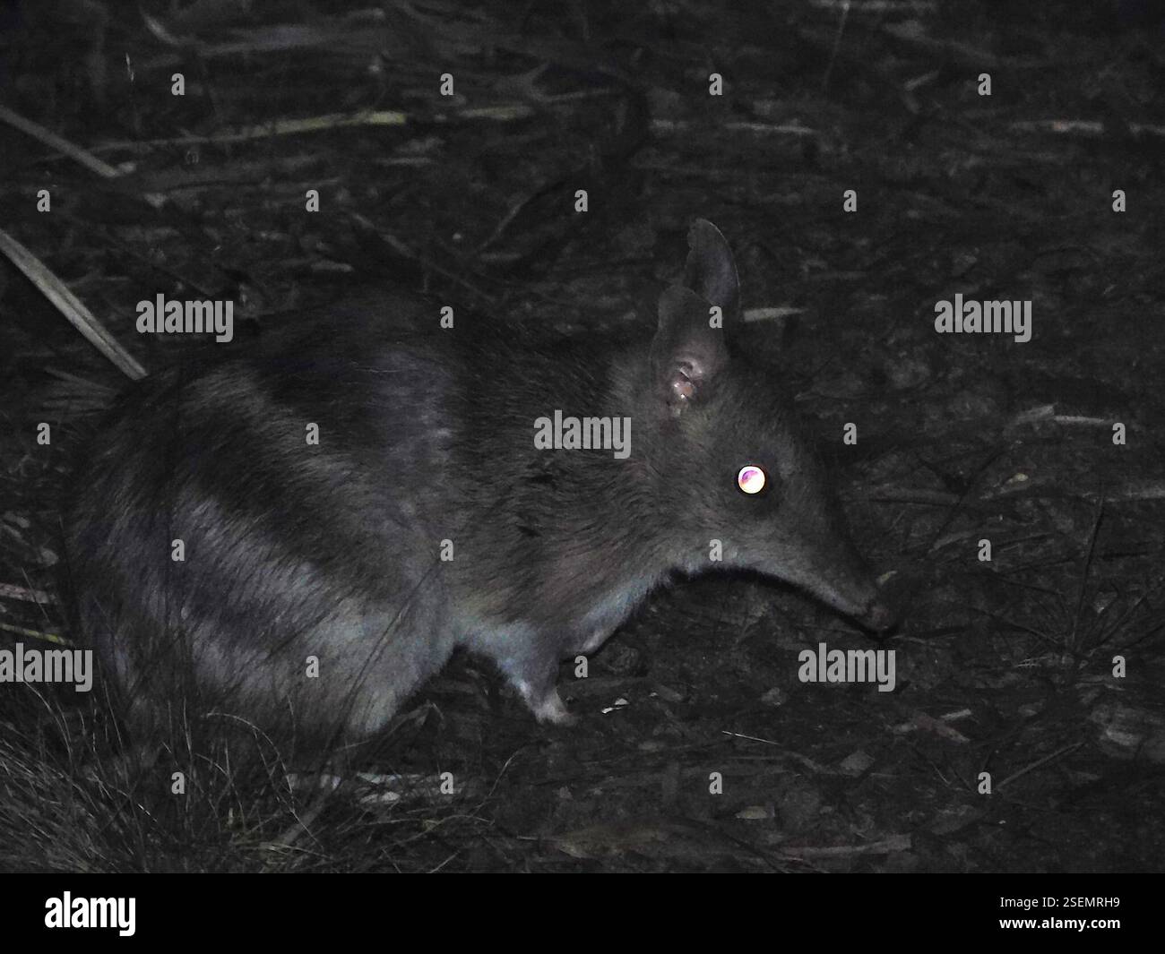 Eastern Barred Bandicoot (Perameles gunnii), Mammalia, Hobart TAS ...