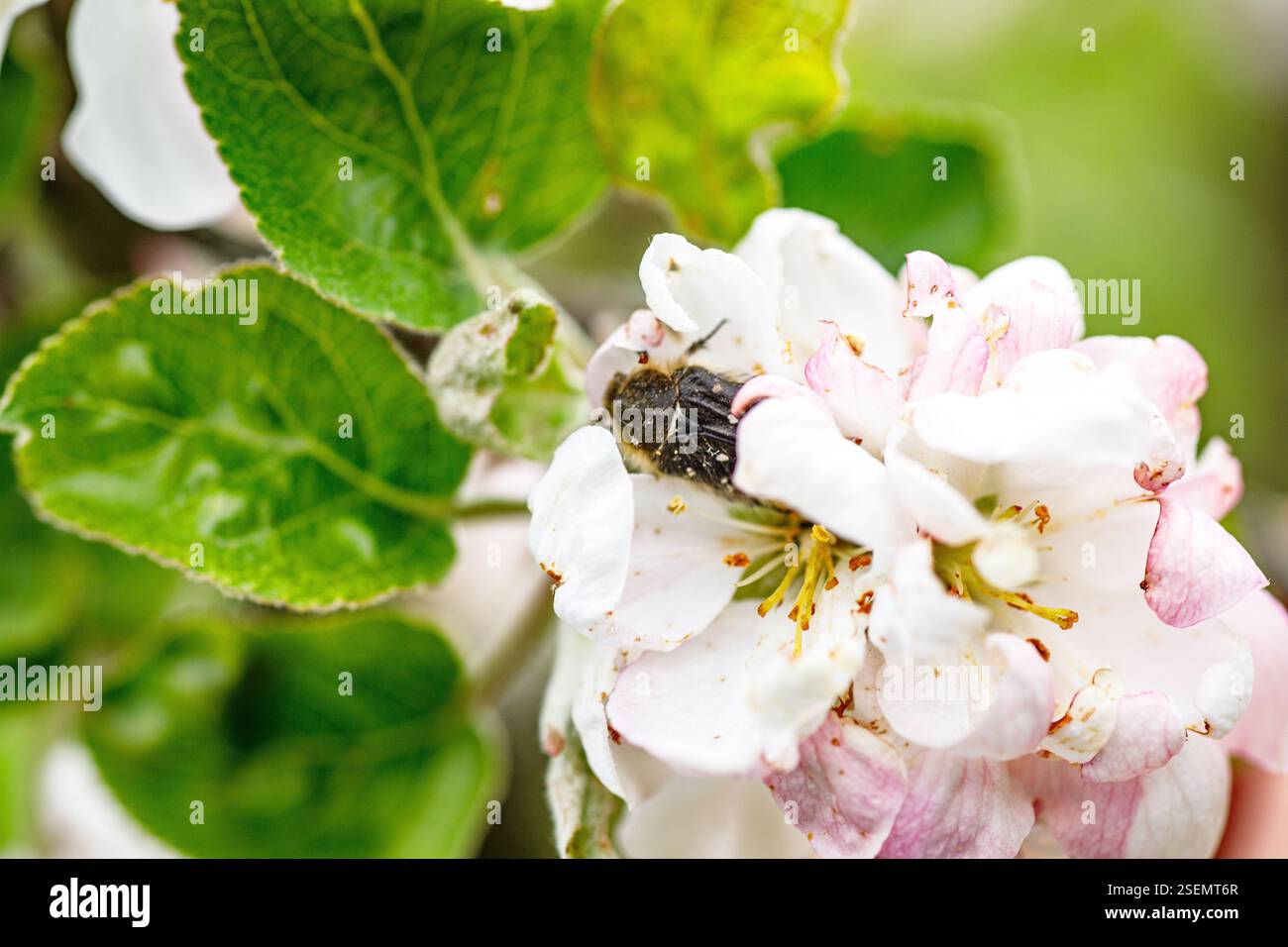Beetle bee on apple tree hi-res stock photography and images - Alamy