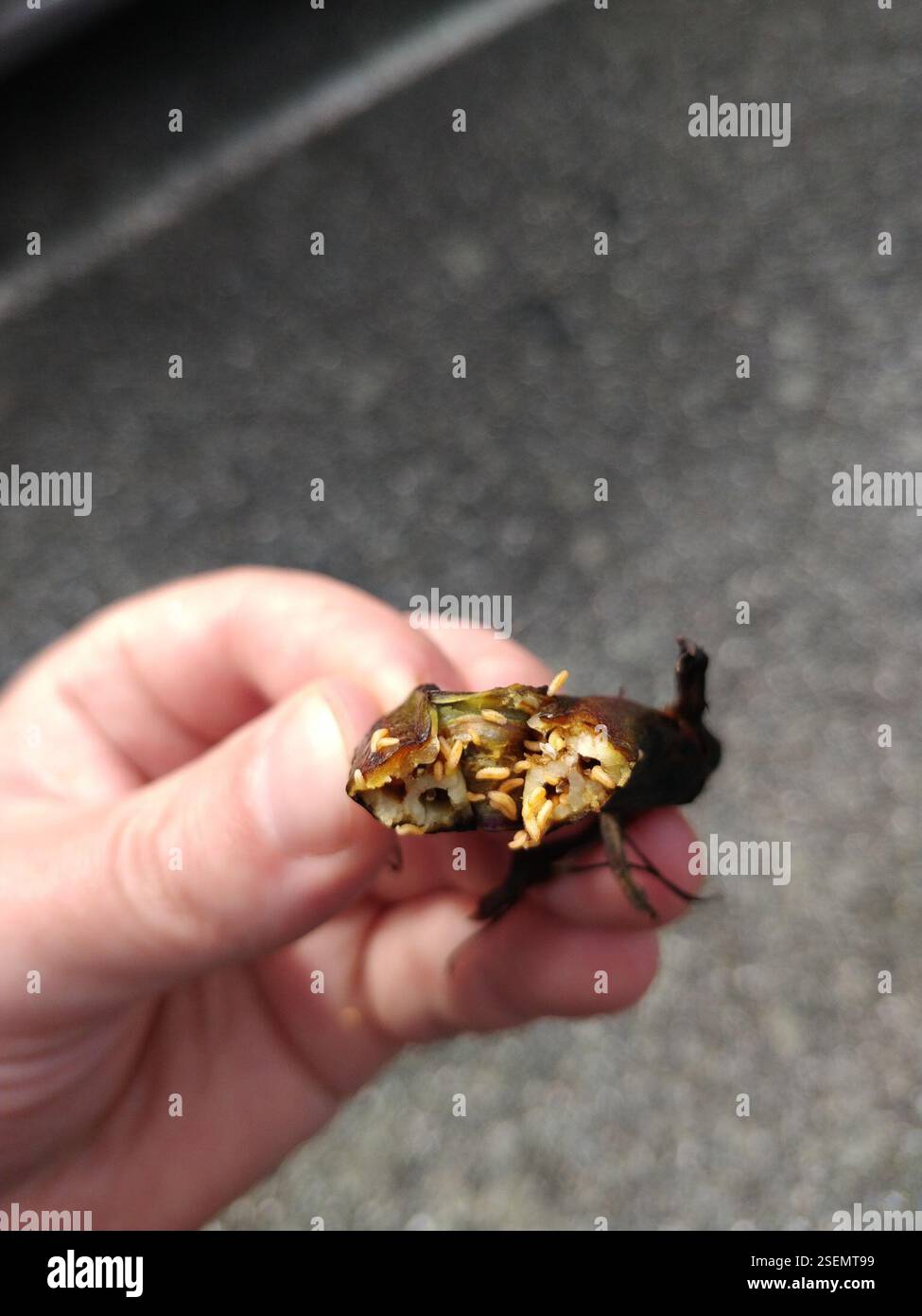 Flies (Diptera), Insecta, Grey, NZ-WC, NZ, There is something crawling ...