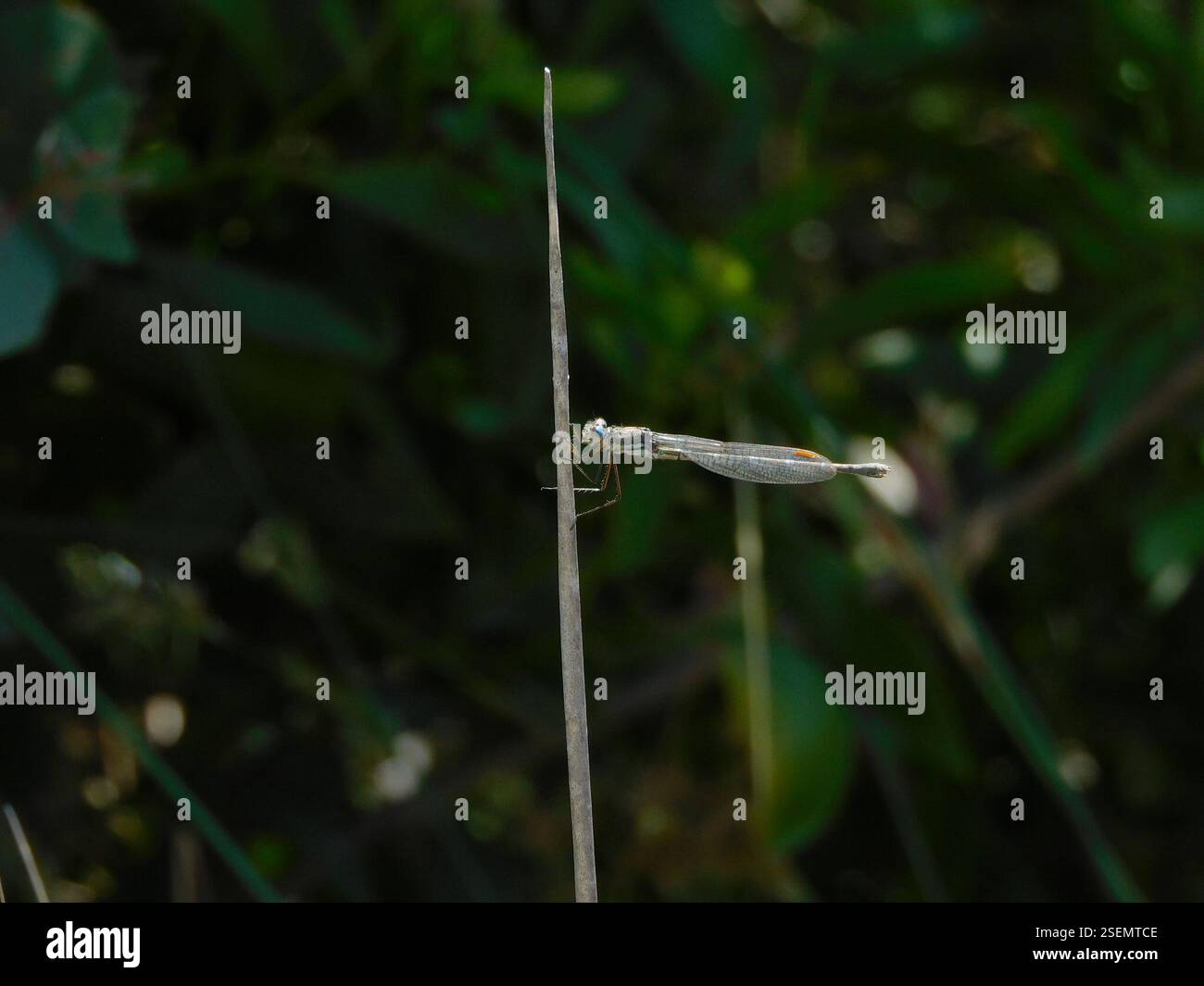 Ringtails (Austrolestes), Insecta, Hobart TAS, Australia Stock Photo ...