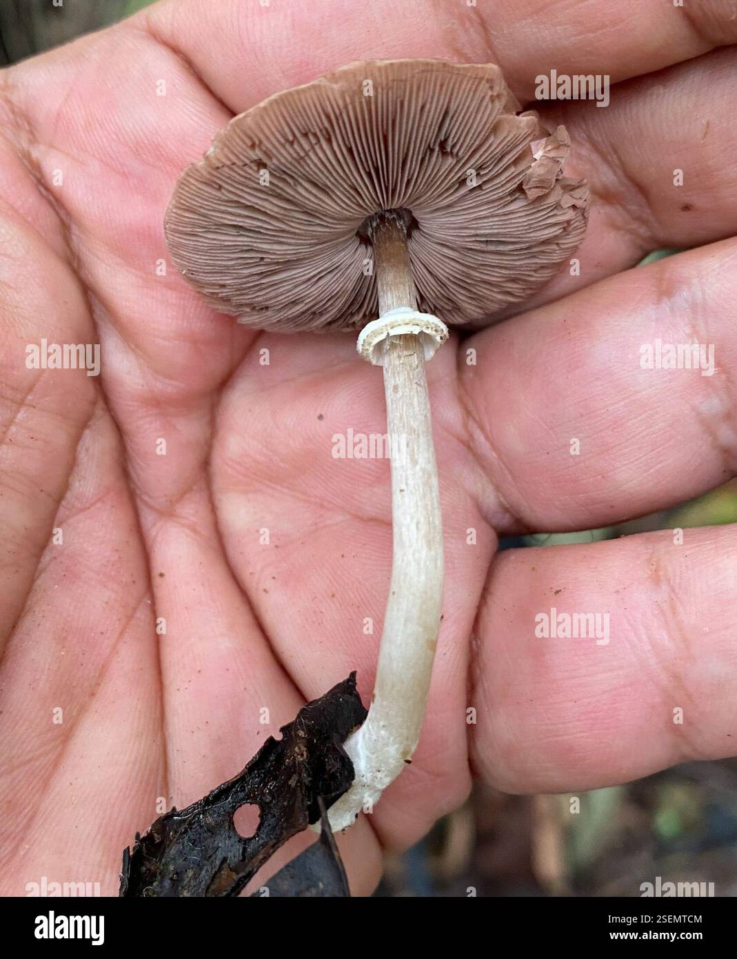 (Micropsalliota), Fungi, Finca Heimatlos, O Agaricus sp Stock Photo - Alamy