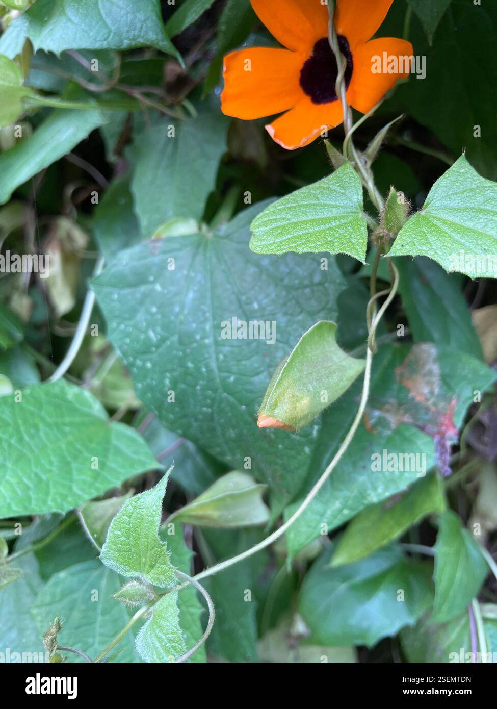 Black-eyed Susan vine (Thunbergia alata), Plantae, Hacia la Patasola ...