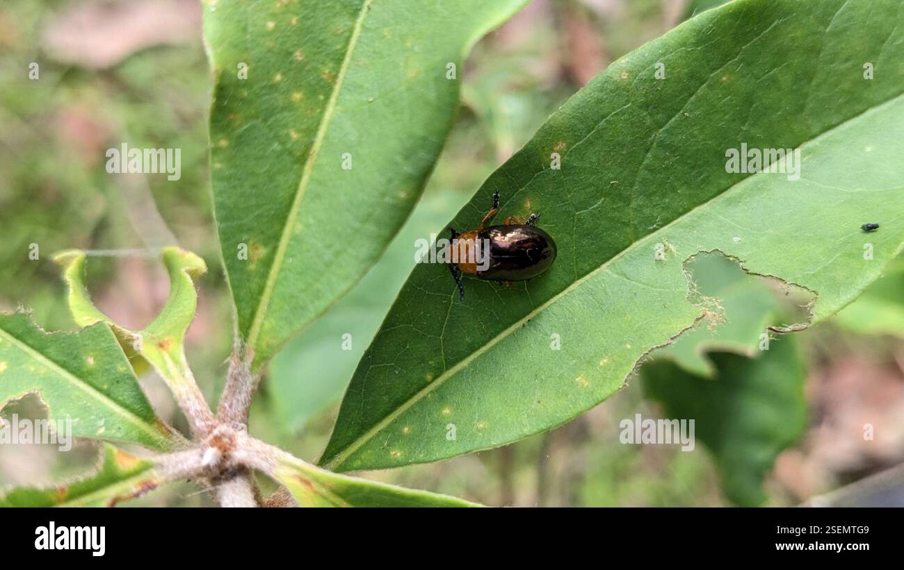 (Lamprolina simillima), Insecta, Newcastle - Outer West, AU-NS, AU ...