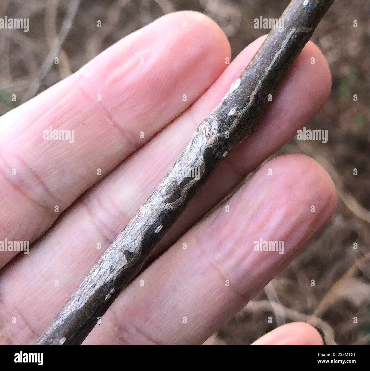 (Marmara fraxinicola), Insecta, Water Oak Rd, Charlotte, NC, US Stock ...