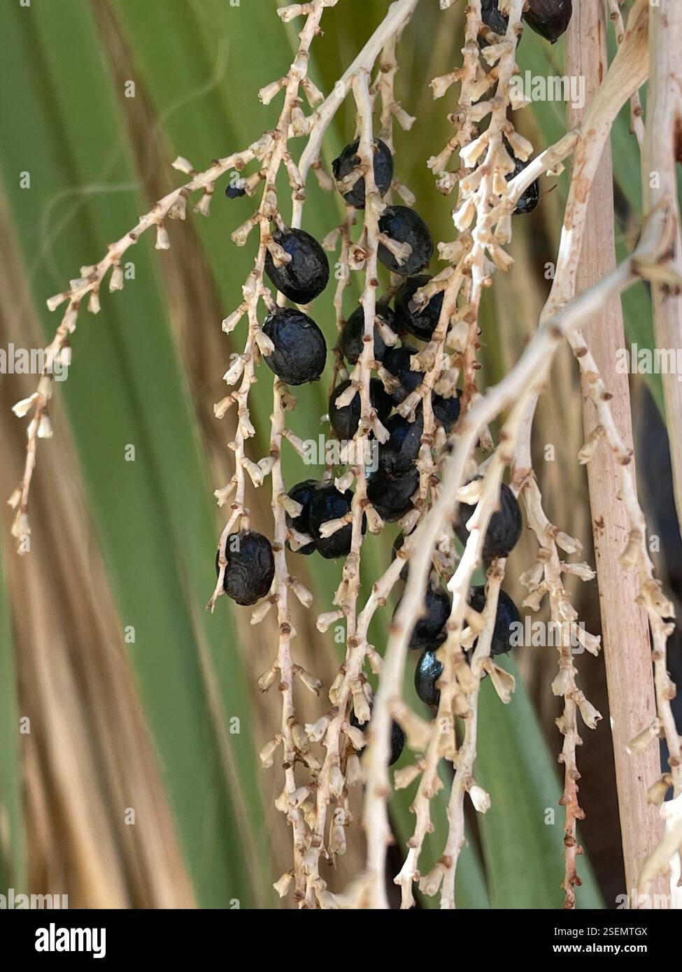 California fan palm (Washingtonia filifera), Plantae, Santa Rosa and ...