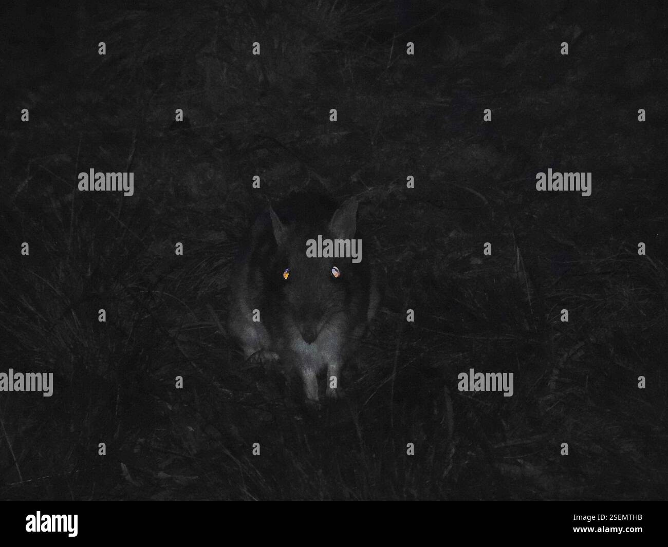 Eastern Barred Bandicoot (Perameles gunnii), Mammalia, Hobart TAS ...