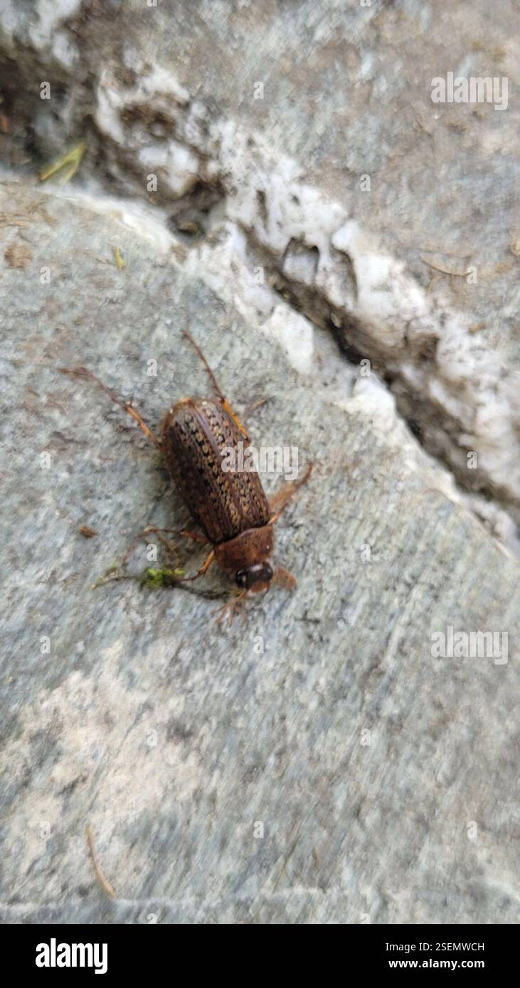 (Sericospilus), Insecta, Westland, Westland / Tai Poutini National Park ...