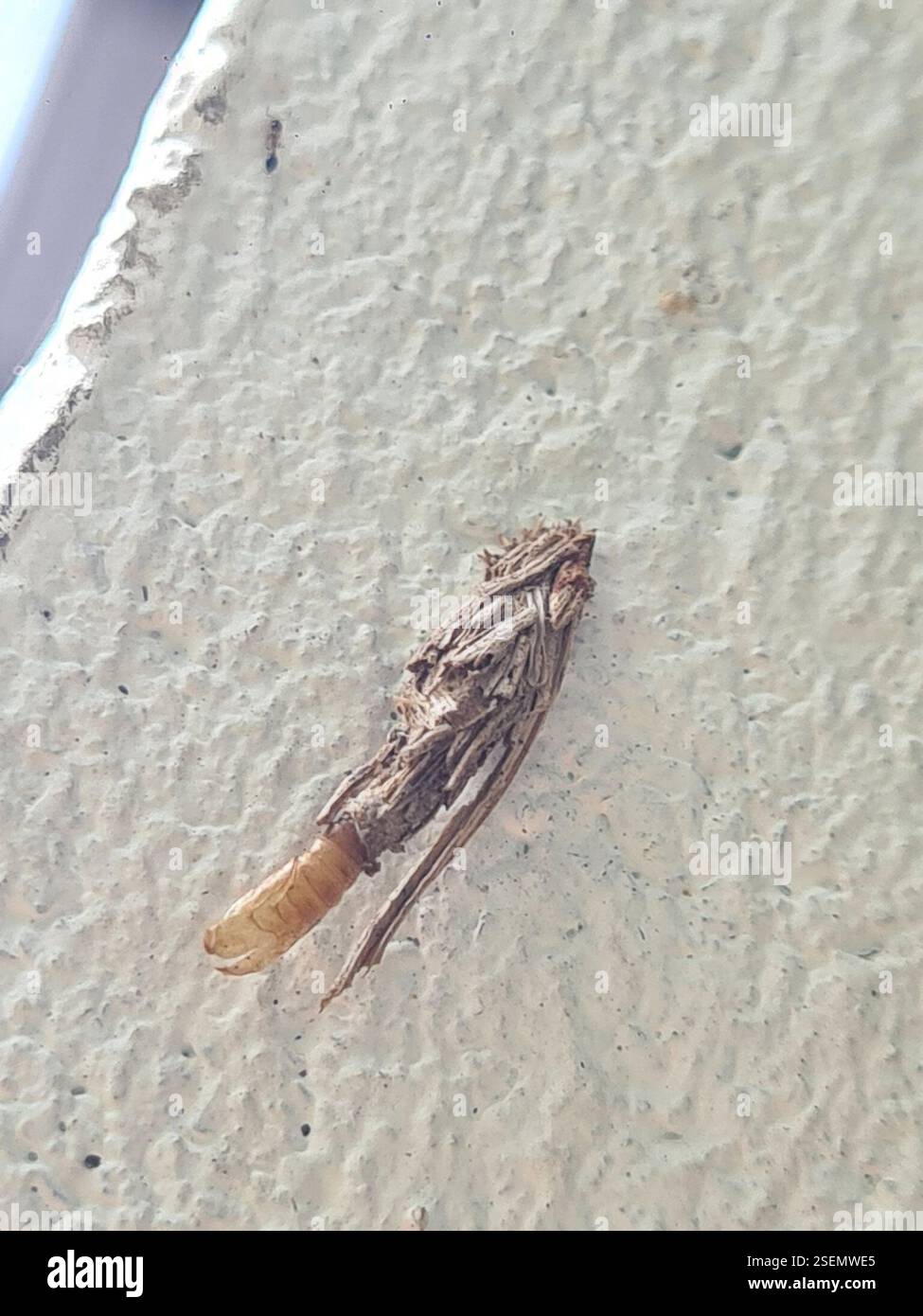 Bagworm Moths (Psychidae), Insecta, Noord, Paramaribo, Suriname Stock ...
